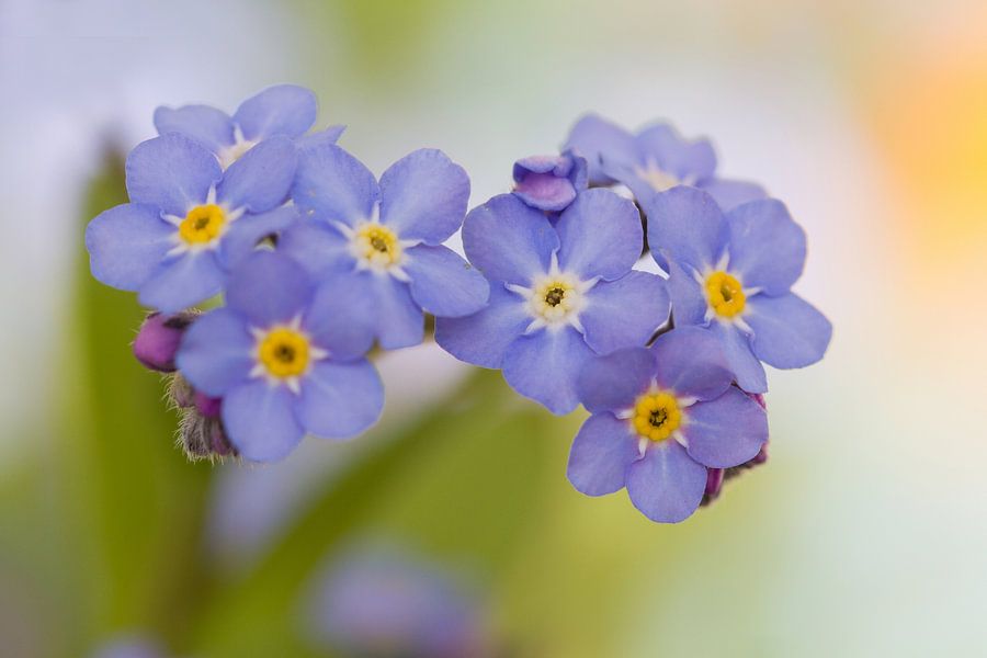 Blauwe Vergeet-me-nietjes van Dagmar Hijmans op canvas, behang en meer