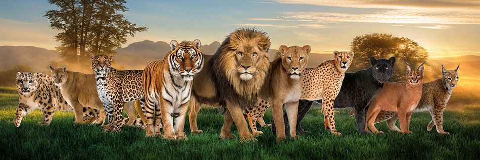 Verwanten van wilde katachtigen van Bert Hooijer op canvas, behang en meer