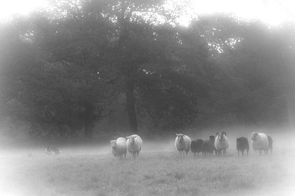 Prints uit de collectie van Jan Dolfing