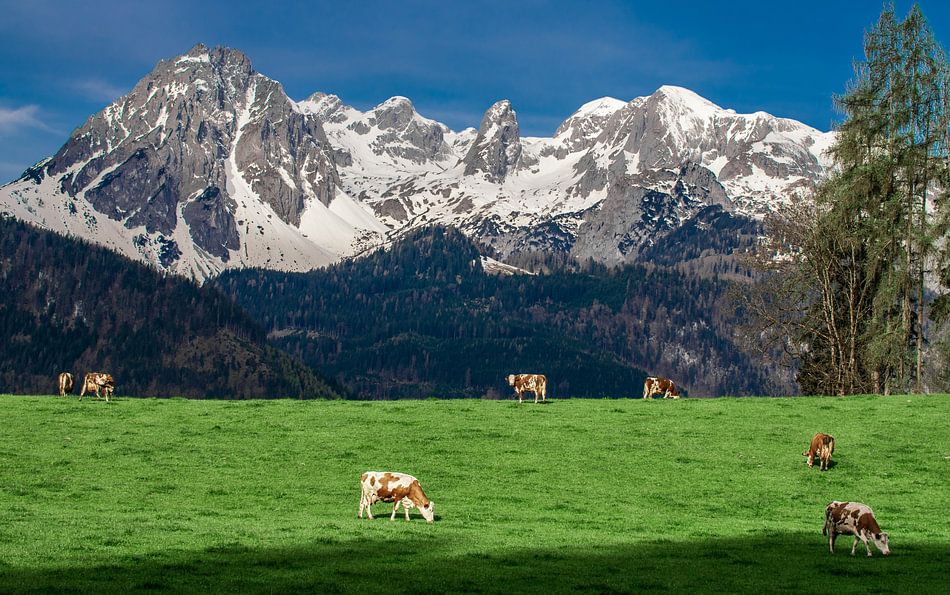 Klassieke Alpenweide met koeien in Salzburgerland, Oostenrijk van Ralf ...