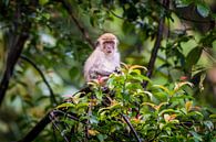 makaak, monkey in the jungle van Corrine Ponsen op canvas, behang en meer