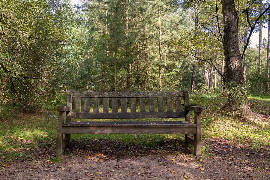 Take a seat - Natuurfoto van een bankje in het bos van Qeimoy op canvas ...