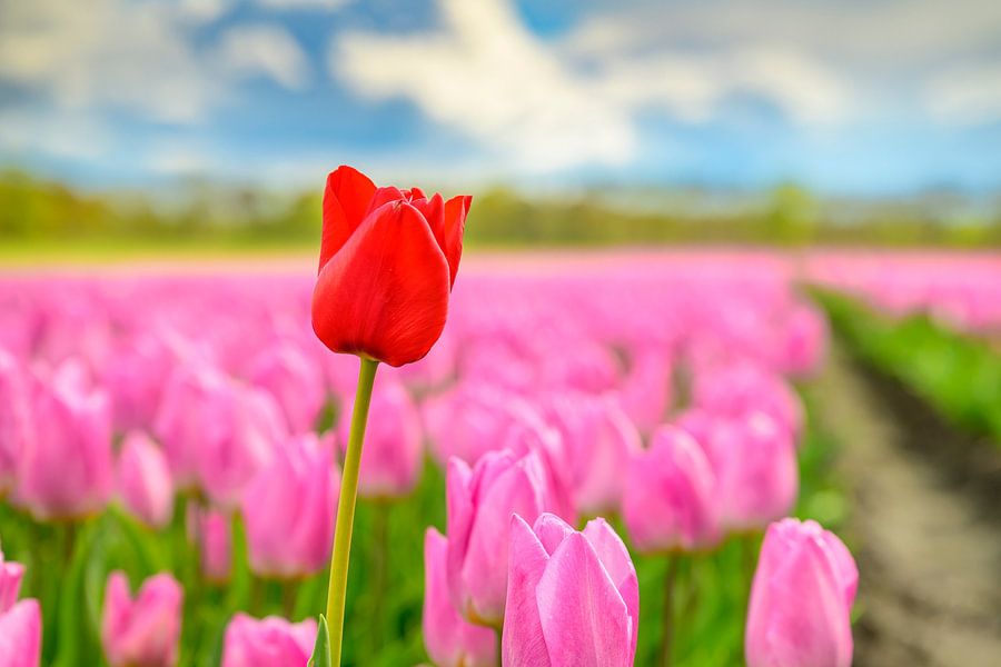 Bloeiende tulpen in een veld met één rode tulp die eruit springt van ...
