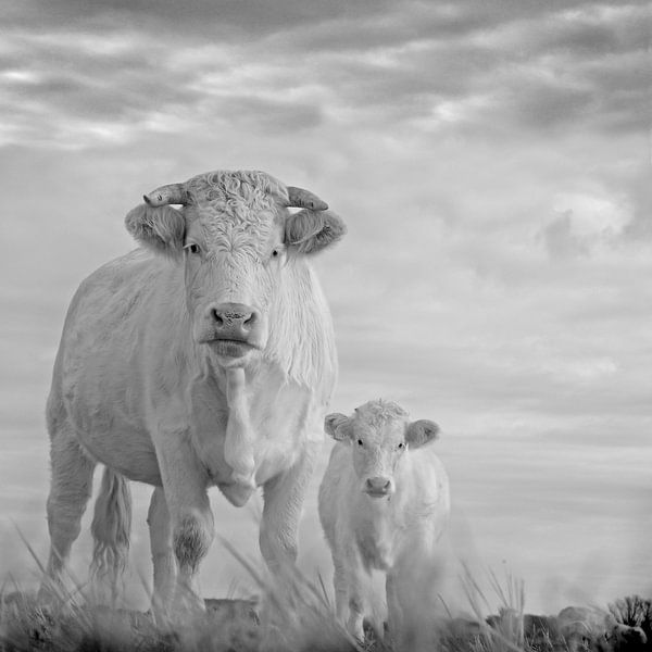 Witte koeien in de Kwade Hoek van Anjo Kan op canvas, behang en meer