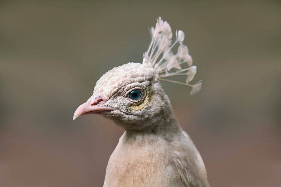 Kopportret van een witte pauw (Pavo cristatus mut. alba) met kroon van ...