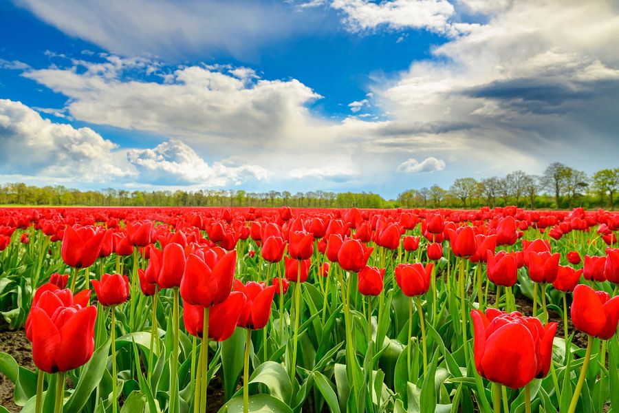 Tulpen in bloei in een veld tijdens de lente van Sjoerd van der Wal ...