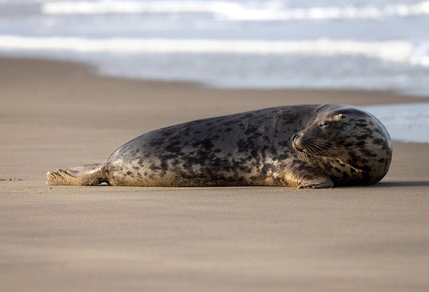 Zeehond op het Noordzee strand van Marjon Kocks op canvas, behang en meer