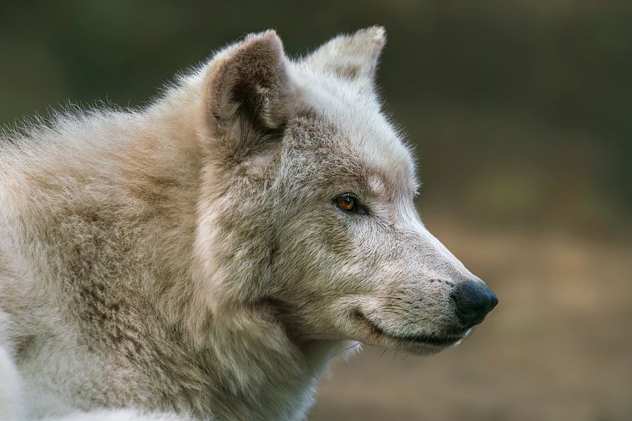 Kopportret van een witte poolwolf (Canis lupus arctos) in het bos van ...