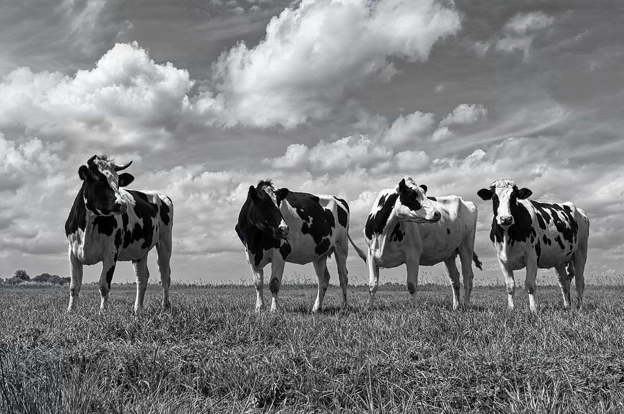 Koeien In De Polder 02 van Peter Bongers op canvas, behang en meer