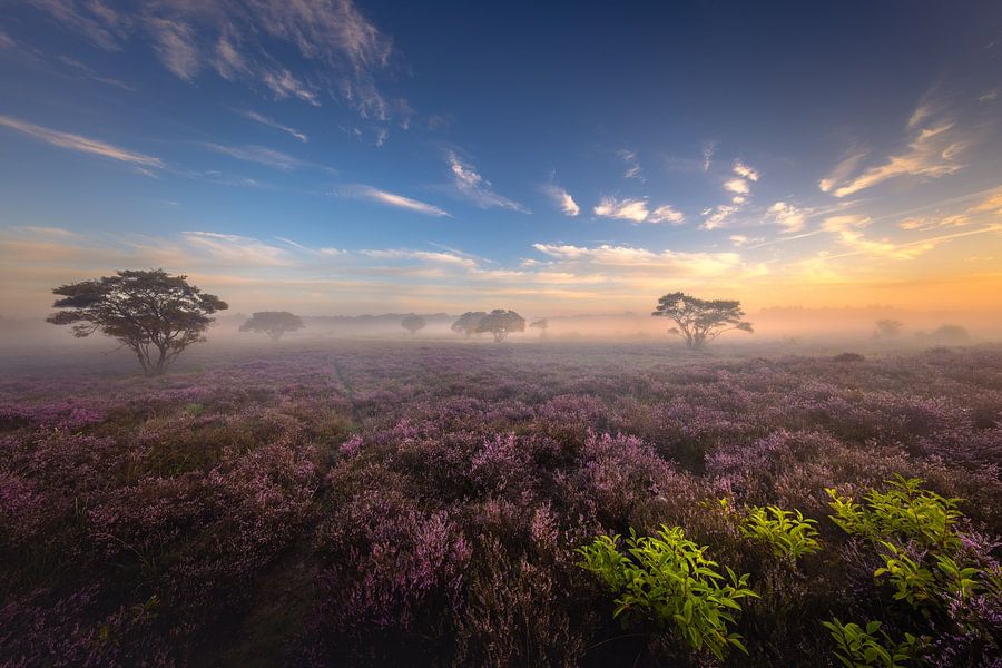 Bloeiende heide landschap van Andy Luberti op canvas, behang en meer