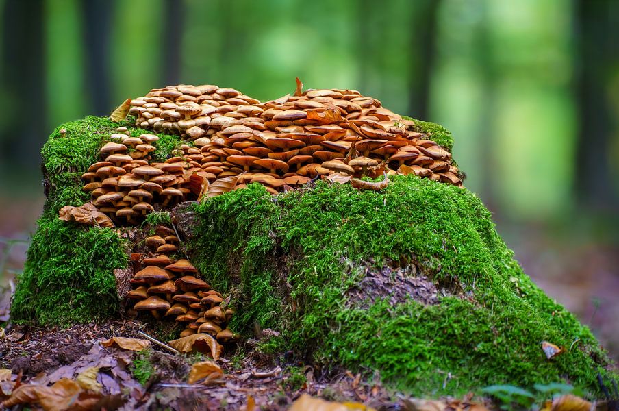 Des champignons poussent sur un tronc d'arbre moussu dans une forêt de ...
