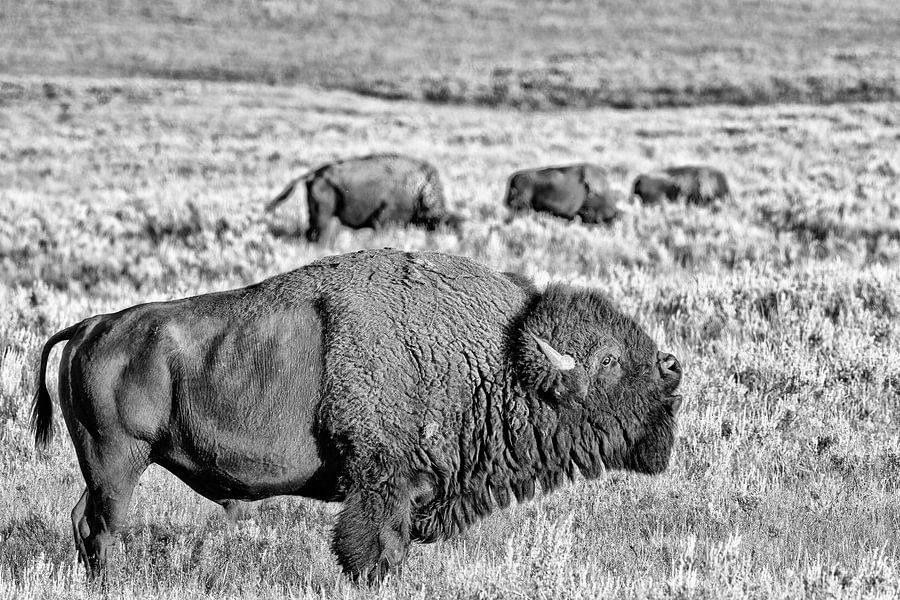Rugged Bison in black and white by Kris Hermans on canvas, poster ...