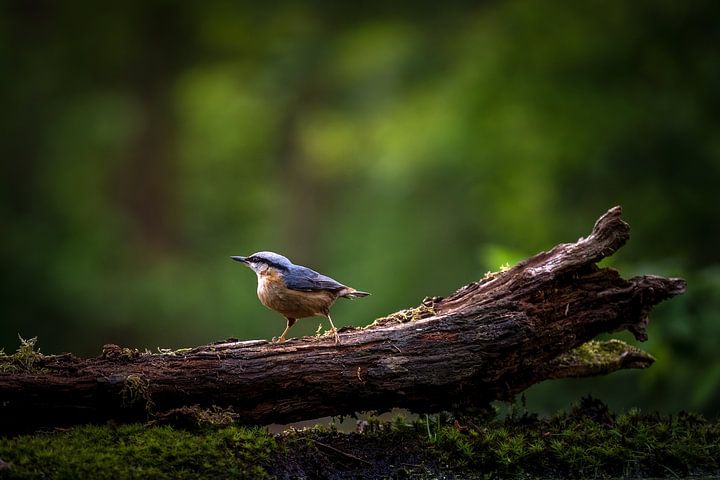 Inge Wessels | Bestel premium kunstwerken