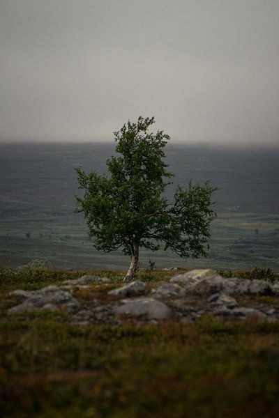 Beuken boom in de bergen van Remco van Adrichem op canvas, behang en meer