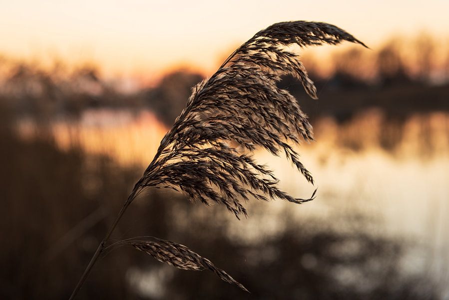 Riet tegen de ondergaande zon van René Jonkhout op canvas, behang en meer