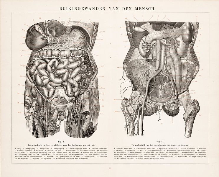 Artistiek Anatomie Behang Dierenarts Dier Anatomie Posters Veterinaire