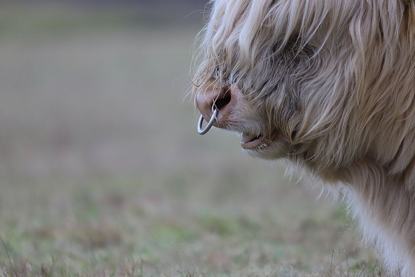 Blonde Schotse Hooglander stier met neusring, in Gasteren, Drenthe van ...
