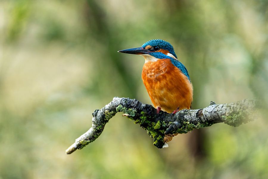 IJsvogel op tak op een mooie bokeh achtergrond van Gianni Argese op canvas, behang en meer