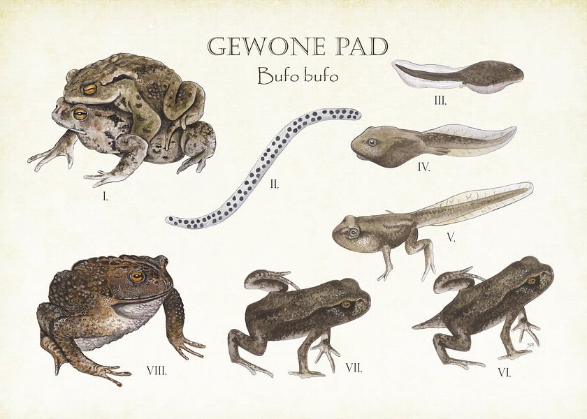 Life cycle of an ordinary path by Jasper de Ruiter on canvas, poster ...