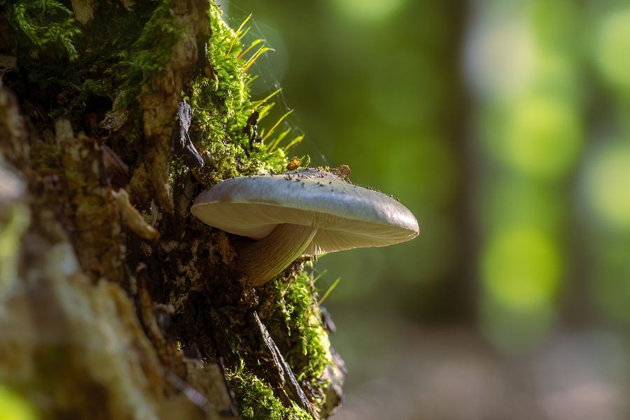 een paddenstoel die op een boomstam groeit in een loofbos in de herfst ...