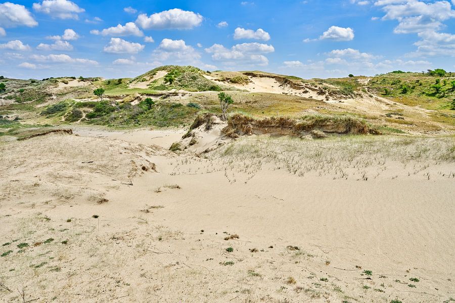 Duin met stuifduinen in de Amsterdamse waterleidingduinen van eric van ...
