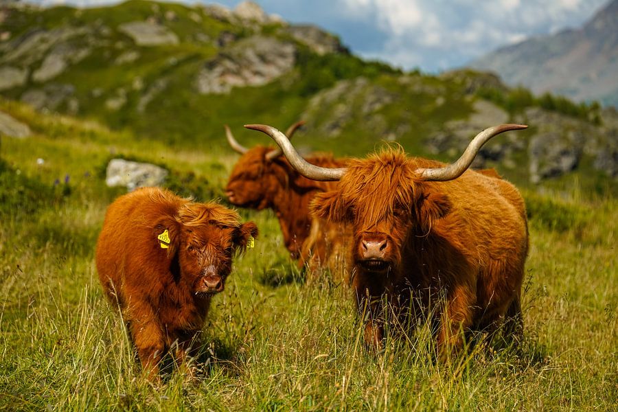 Schotse hoogland runderen met hun kleine kalfje van Leo Schindzielorz ...