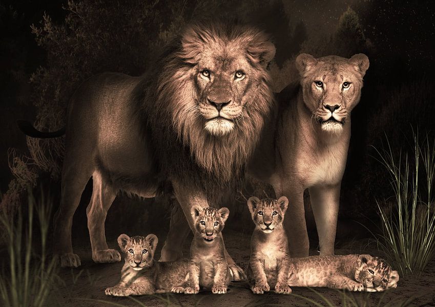 Lion family with 4 cubs by Bert Hooijer on canvas, poster, wallpaper ...