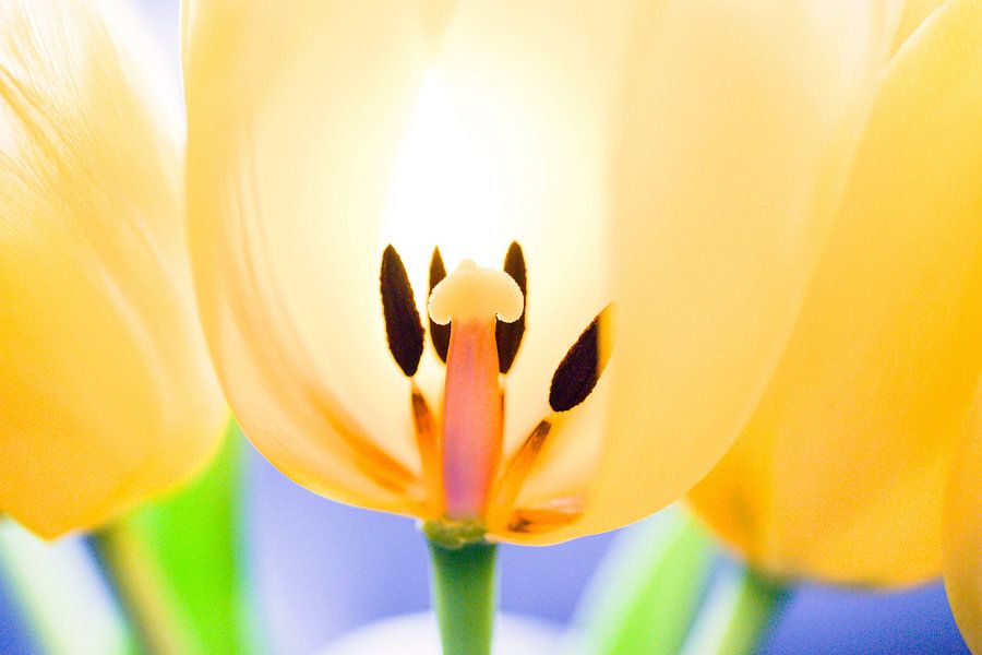 Anatomie van een tulp van Sonny Dimaculangan op canvas, behang en meer