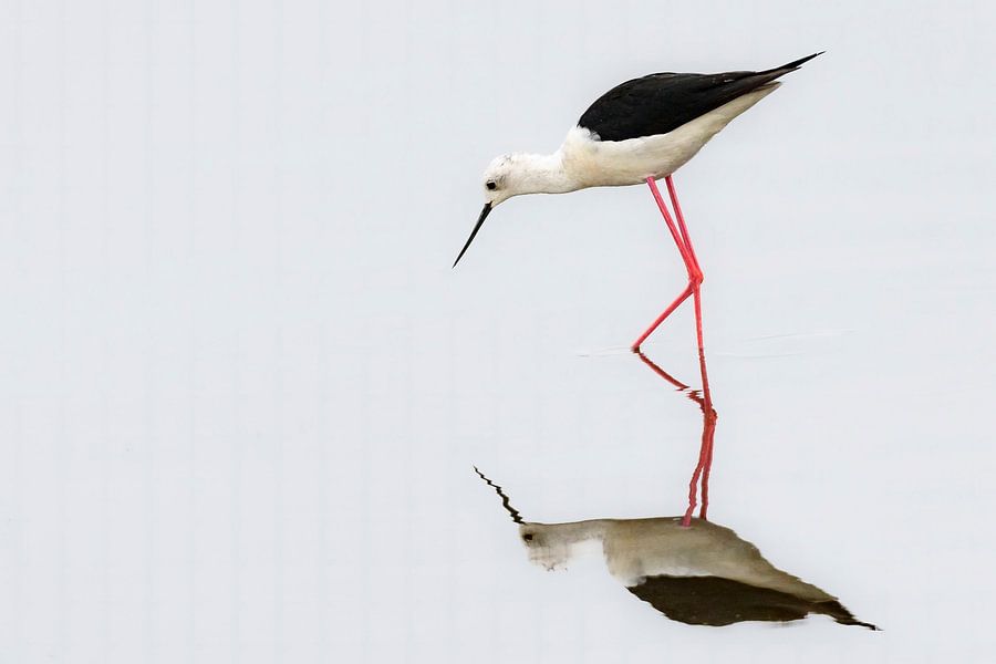 Black-winged stilt, common stilt, or pied stilt wading in a swamp by ...