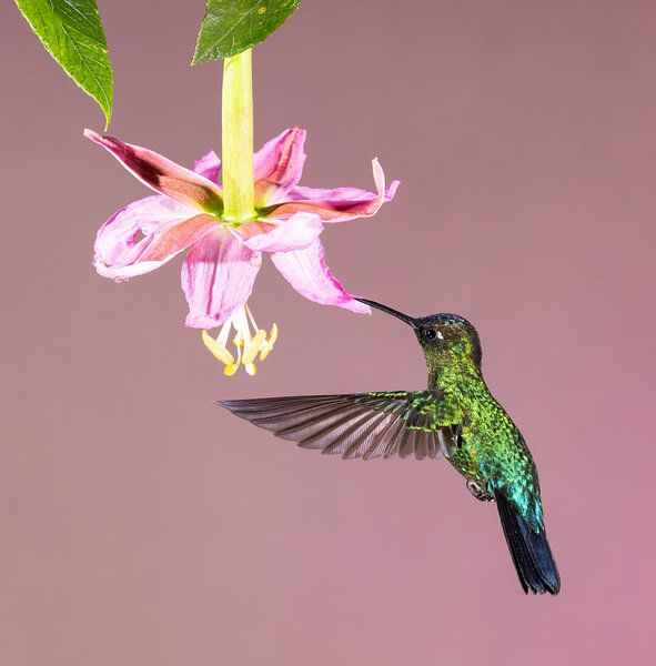 Kolibrie Talamanca in Costa Rica van Rob Kempers op canvas, behang en meer