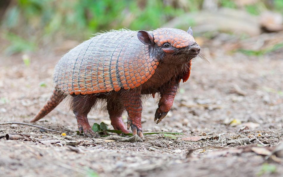 Gordeldier onderweg van Lennart Verheuvel op canvas, behang en meer