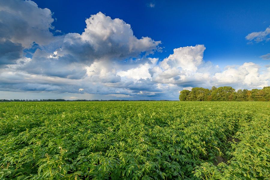 Aardappelveld onder een hemel met indrukwekkende wolken na een zomer t ...