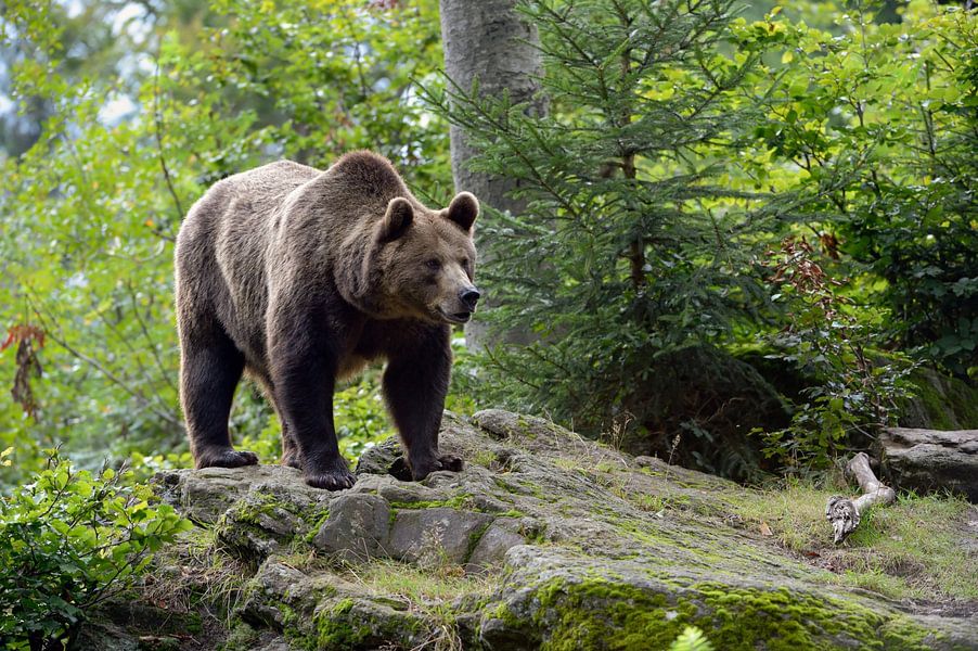 Europese Bruine Beer * Ursus actros * van wunderbare Erde op canvas ...
