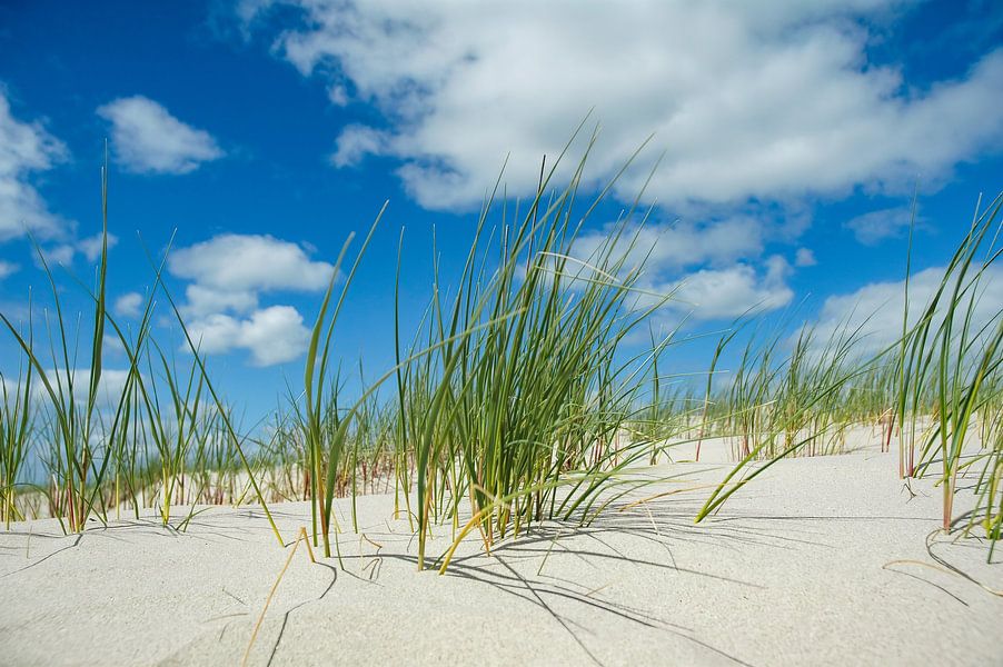Duingras in de duinen van Schiermonnikoog in de zomer van Sjoerd van ...