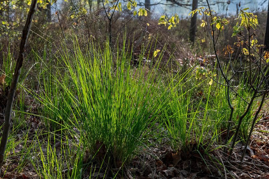 Dauw bij de Stulp, Lage Vuursche van Studio Bosgra op canvas, behang en ...