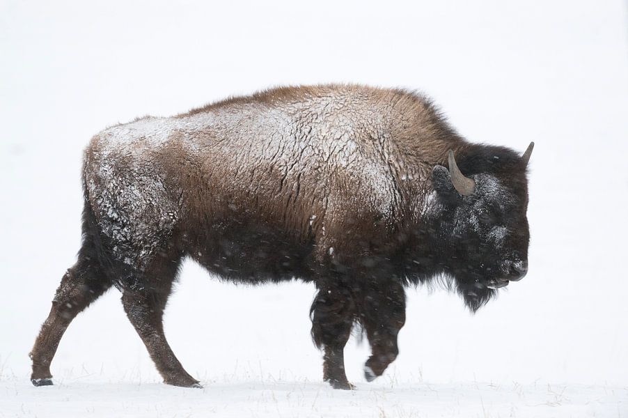 Bizon ( Bison bison ) gaat zijn weg, Yellowstone NP van wunderbare Erde ...
