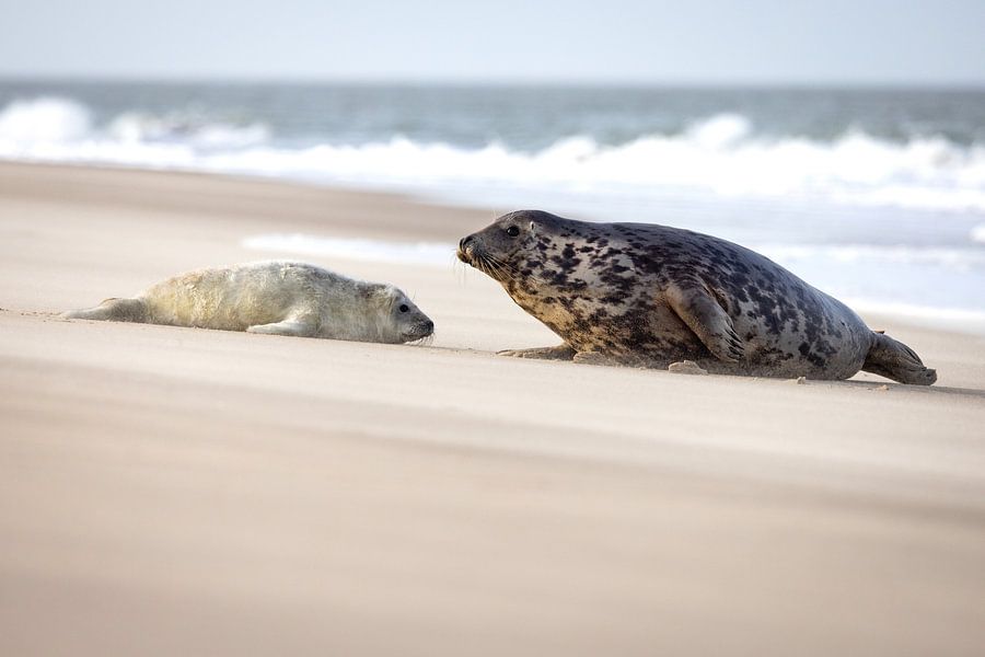 Zeehond samen met pup op het Noordzee strand van Marjon Kocks op canvas ...