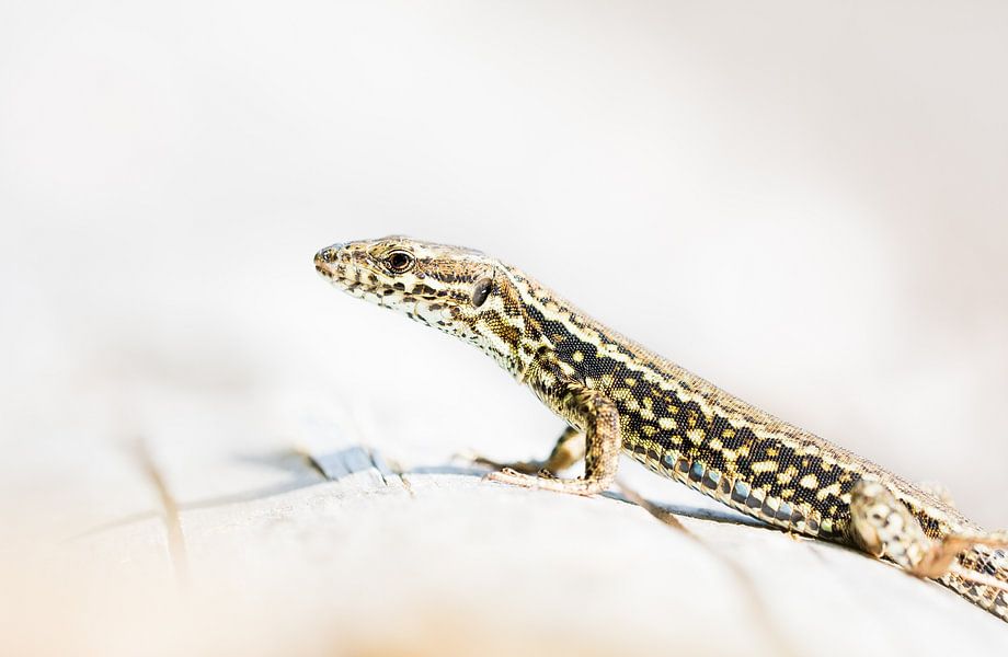 Muurhagedis van Danny Slijfer Natuurfotografie op canvas, behang en meer