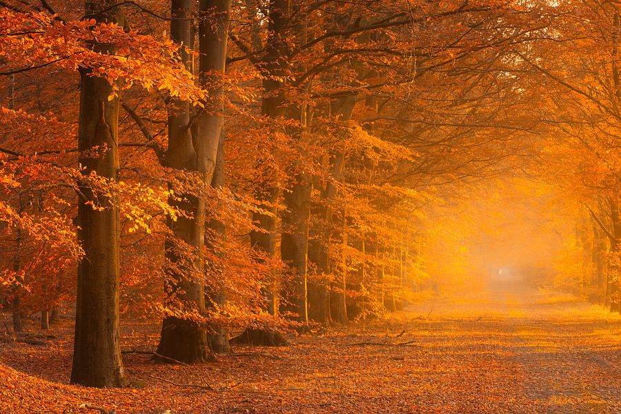 Der Herbst in vollen Farben im Wald mit nebliger Atmosphäre von Bas ...