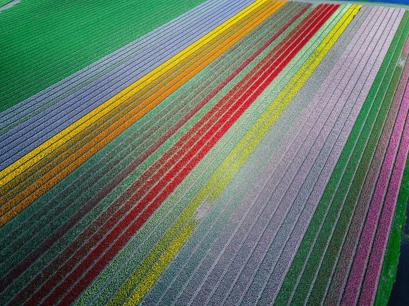 The most famous tulip fields of the Netherlands by Droning Dutchman on ...