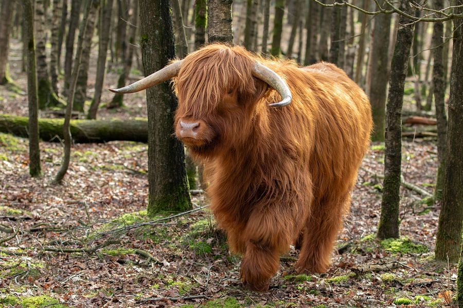 schotse hooglander in Drenthe op het Orvelterveld, higlander, cow ...