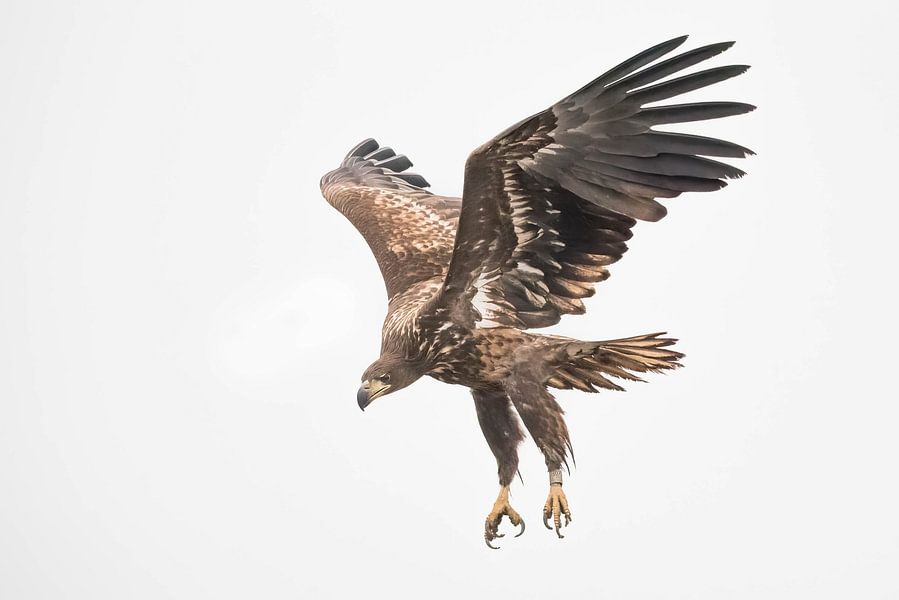 Vliegende roofvogel (arend) in de lucht van Nicky Depypere op canvas ...