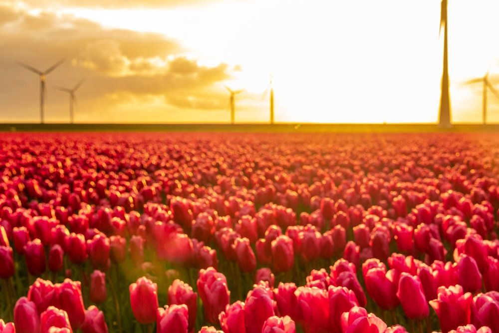 Rode tulpen in een veld met windturbines op de achtergrond van Sjoerd ...