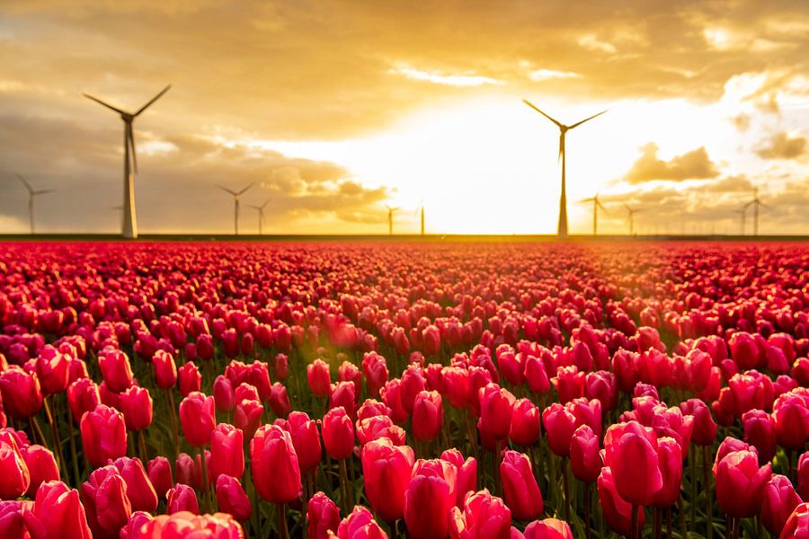 Rode tulpen in een veld met windturbines op de achtergrond van Sjoerd ...