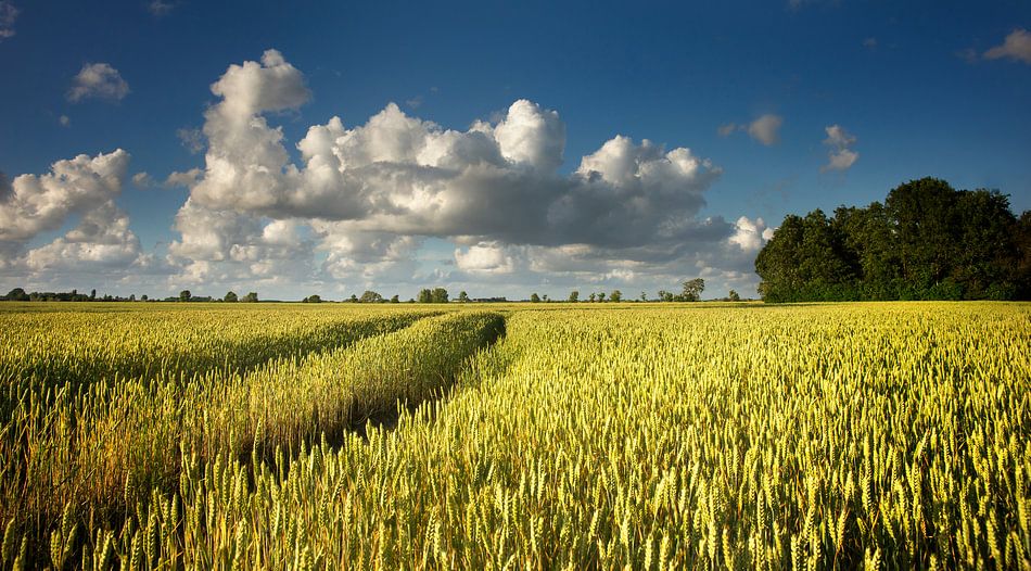 Gouden graan in de zon van Bo Scheeringa Photography op canvas, behang ...