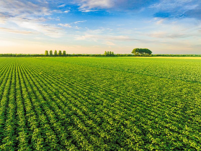 Aardappelen in een veld met tijdens zonsondergang van Sjoerd van der ...