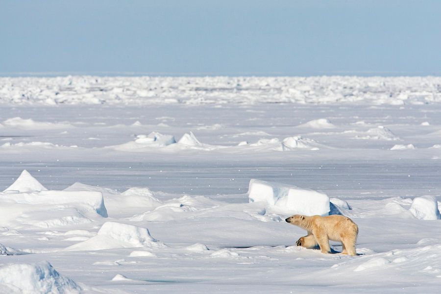 IJsbeer (Ursus maritimus) op de Noordpool van Beschermingswerk voor aan ...