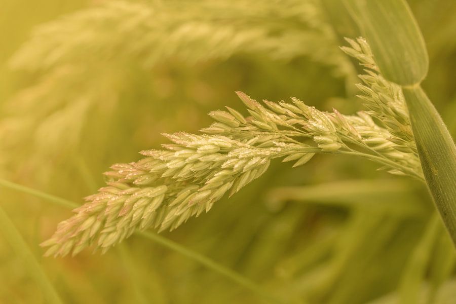 Druppels op Gras in Goud. van Alie Ekkelenkamp op canvas, behang en meer