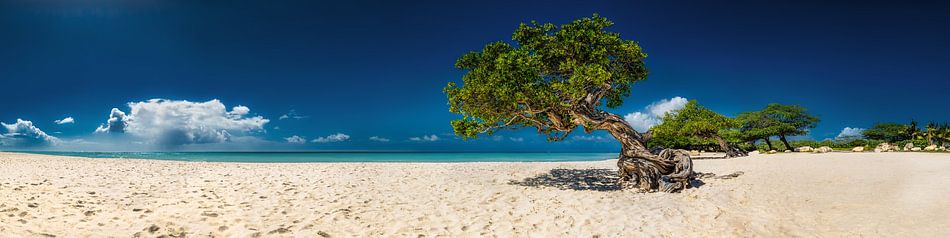 Boom op Eagle Beach op Aruba in het Caribisch gebied. van Voss ...