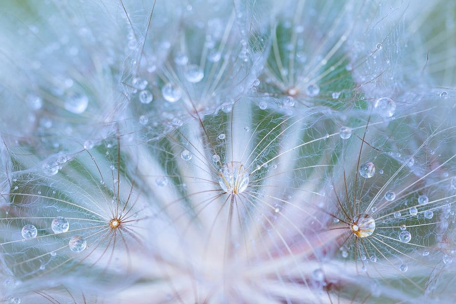 Macro van uitgebloeide morgenster van Mark Scheper op canvas, behang en meer